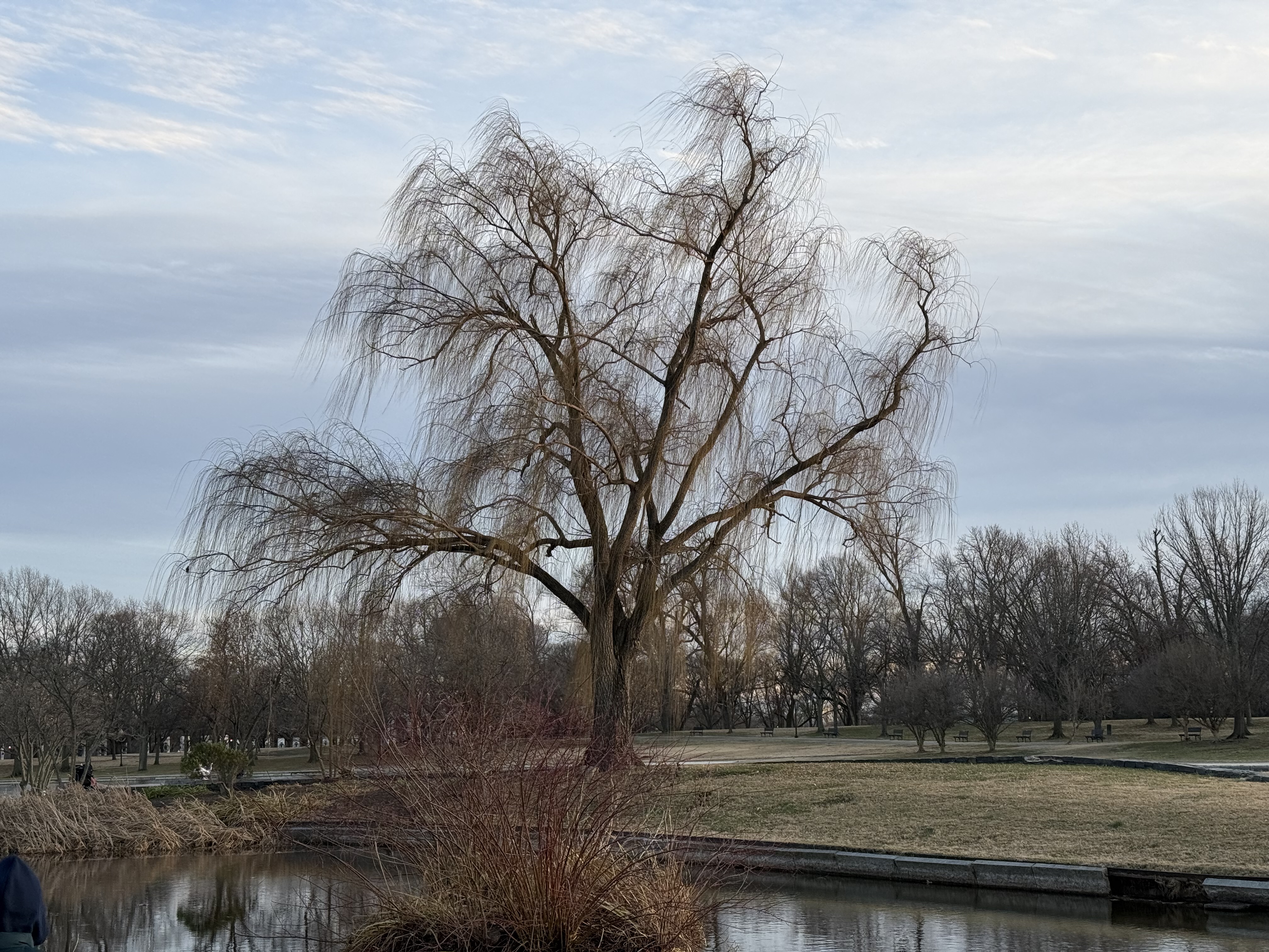 A Christmas-Tinged Trip to Washington, DC – traveling with my bwuhs